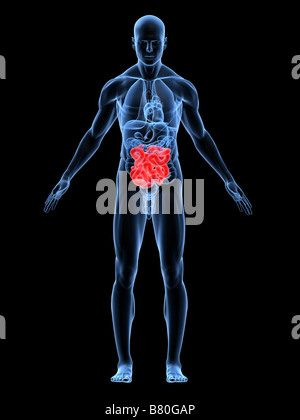 highlighted colon and small intestines Stock Photo - Alamy