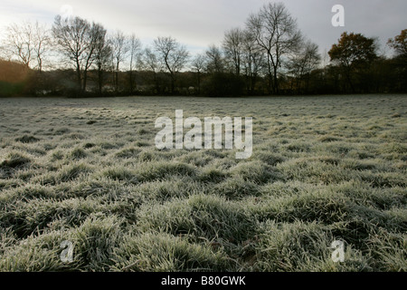 green field in late autumn with forest in background and broken clouds ...