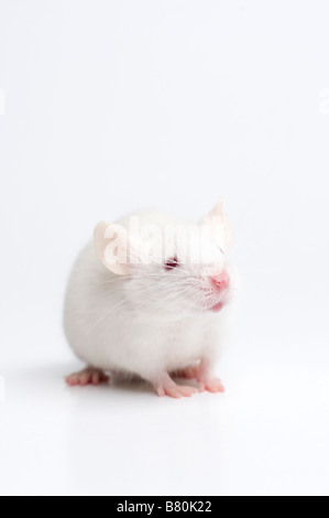 White domestic mouse (Mus musculus domesticus) litter of mice Stock ...