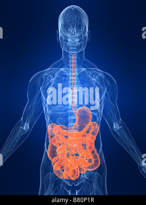 highlighted colon and small intestines Stock Photo - Alamy