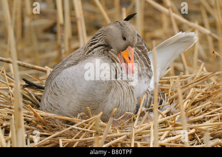 Greylag Goose / Graylag Goose (Anser anser) nest with clutch of eggs in ...