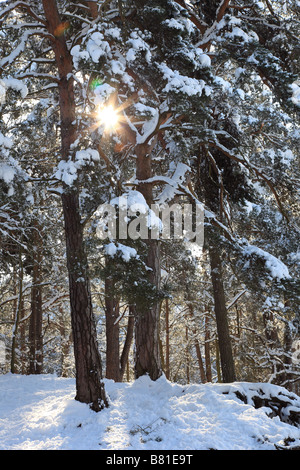 Pine trees in Surrey Forest, England, UK Stock Photo - Alamy