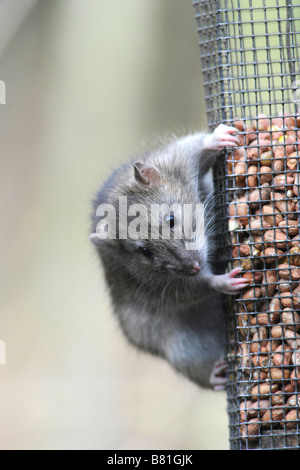 Brown rat, Rattus norvegicus, climbing a tree to reach food Stock Photo ...