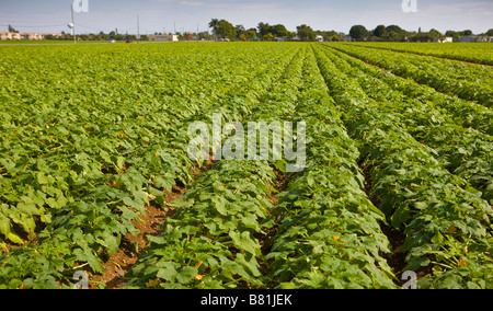 HOMESTEAD FLORIDA USA - Crop in field Stock Photo - Alamy