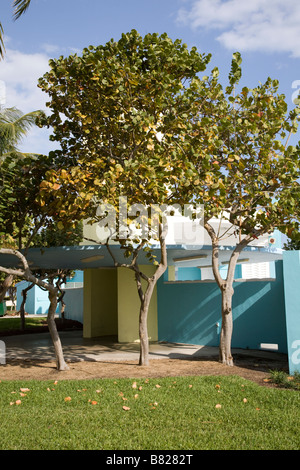 Autumnal trees in Miami Stock Photo - Alamy