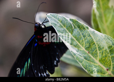 A female Rajah Brooke butterfly trogonoptera brookiana Stock Photo - Alamy
