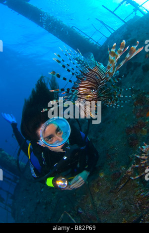 Lion fish in the Red Sea Colorful and beautiful, Eilat Israel a.e Stock ...