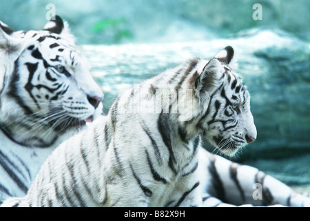 Rare White Striped Wild Tiger Stock Photo - Alamy