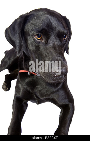 Studio shot of an adorable Labrador retriever sitting on white ...