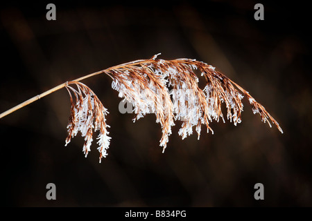 Common reed Phragmites australis seed heads dried Stock Photo - Alamy