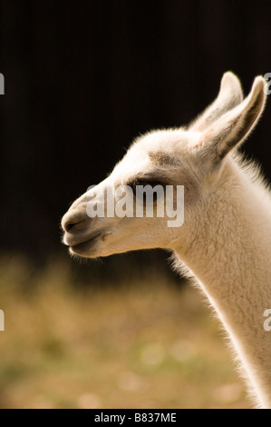 Side view of llama's head and neck, Machu Picchu, Peru Stock Photo - Alamy