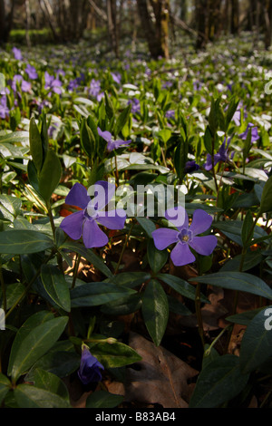 greater periwinkle (Vinca major), flowers, side view, Germany Stock ...