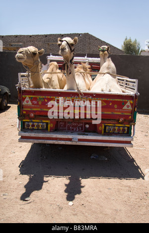 Camels on a pick-up truck Stock Photo - Alamy