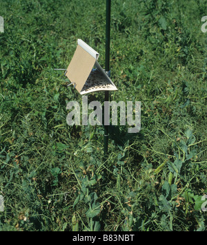 Pheromone trap used for trapping male pea midge Contarina pisi Stock ...