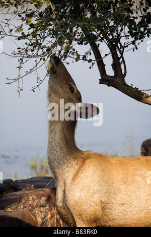 A Sambar Deer in the forest of Ranthambore . The sambar is a large deer ...
