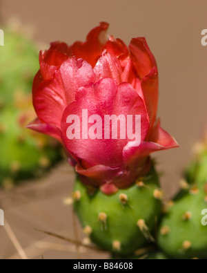 Prickly pears, orange, red pink and yellow opuntia, isolated on white ...