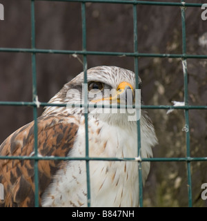Close-up of a Ferruginous Hawk Stock Photo - Alamy
