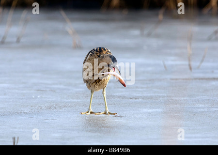 bird on frozen pond eating some fish Stock Photo - Alamy
