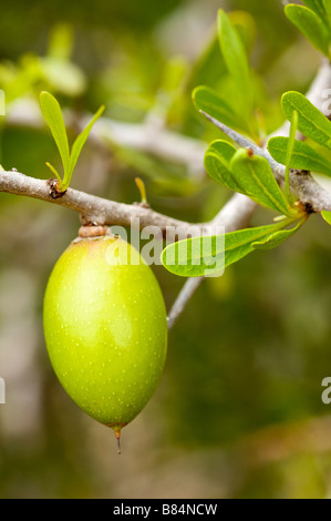 Argan fruit Argania spinosa Morocco Stock Photo - Alamy
