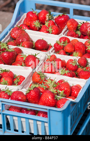 mixture of freshly picked strawberries at Wisley including the variety ...