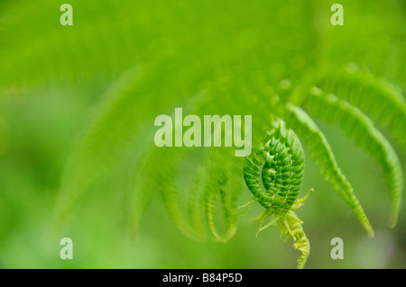 A fern growing in the Himalayan foothills of India Stock Photo - Alamy