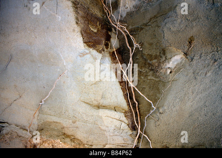 Tree roots growing through rock Stock Photo: 52489973 - Alamy