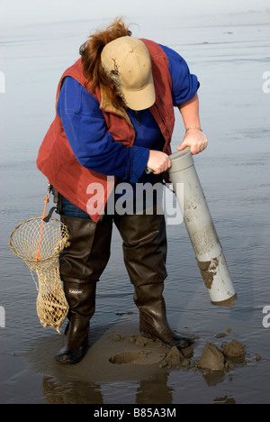 Clam diggers on the Oregon Coast, USA. Siliqua patula Stock Photo - Alamy