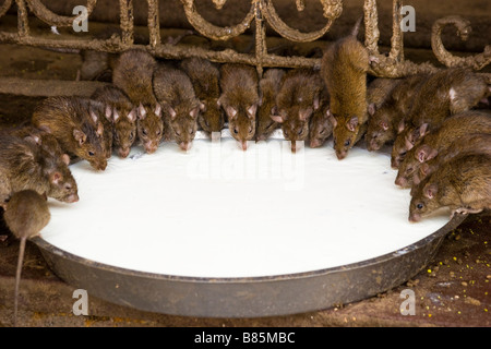 Sacred Rats, Karni Mata Temple or Rat Temple, Deshnoke, Rajasthan ...