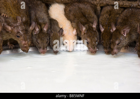 Horizontal close up of 3 rats drinking milk from a bowl at the Karni ...