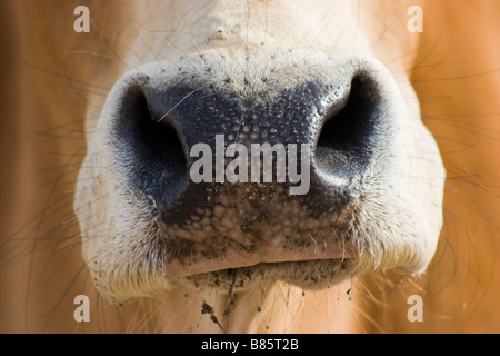Bull close-up, bull nose, cow on the farm Stock Photo - Alamy