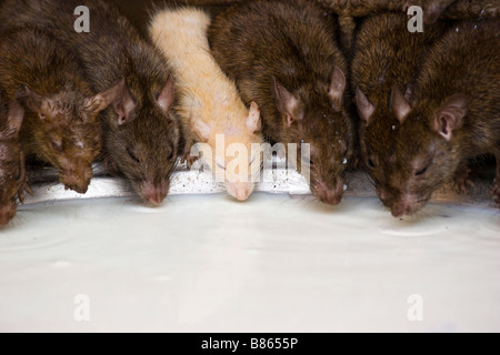 Horizontal close up of 3 rats drinking milk from a bowl at the Karni ...