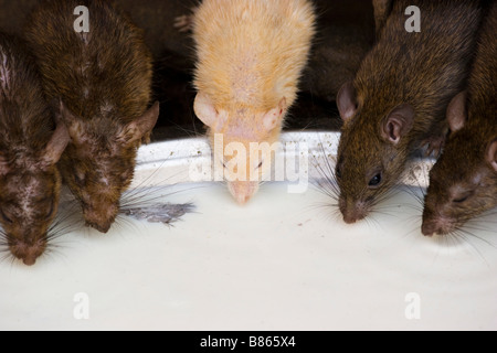 Holy rats drinking milk from a bowl, Karni Mata Temple, Deshnok ...