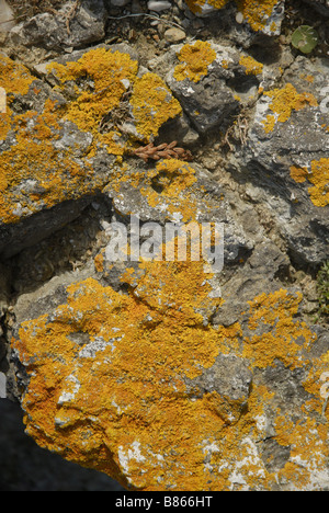 Lichen on a rock, Belle-Île-en-Mer, France Stock Photo - Alamy