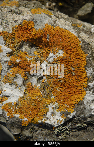 Lichen on a rock, Belle-Île-en-Mer, France Stock Photo - Alamy