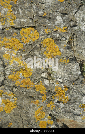 Lichen on a rock, Belle-Île-en-Mer, France Stock Photo - Alamy