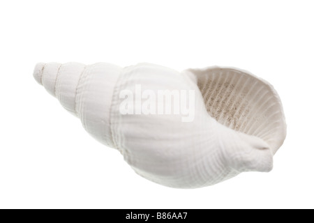 Fossilized seashell on a white background Stock Photo - Alamy