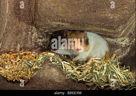 Golden hamster in den Stock Photo - Alamy