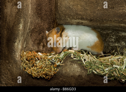 golden hamster in den / Mesocricetus auratus Stock Photo - Alamy