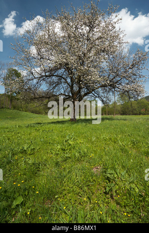 botany, paradise apple, (Malus communis), apples, at branch, Maloideae ...