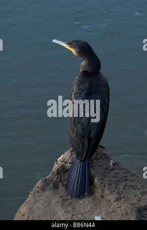 Cormorant standing on rock in a river at Parc nature de l'ile-de-la ...