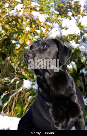 black labrador in snow Stock Photo - Alamy