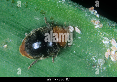 Australian ladybird Cryptolaemus montrouzieri feeding on citrus ...