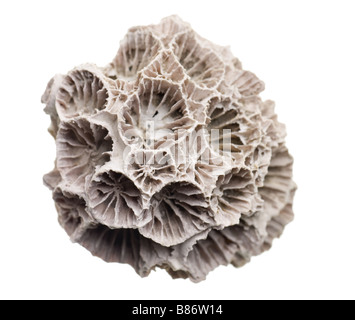 fossilized seashell isolated on white background Stock Photo - Alamy
