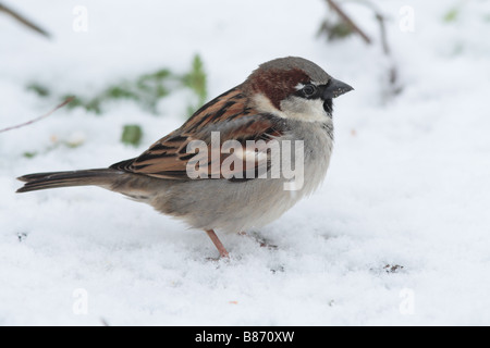 House sparrow in the snow Stock Photo - Alamy