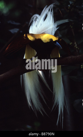 Paradisea minor, Lesser Bird of Paradise Stock Photo - Alamy