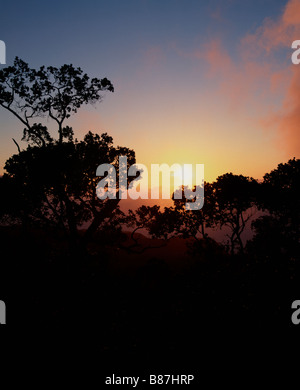 Ohia trees silhouetted at the Kalalau lookout Waimea Canyon Kauai ...