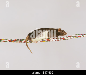 rat on a rope Rattus rattus Stock Photo - Alamy
