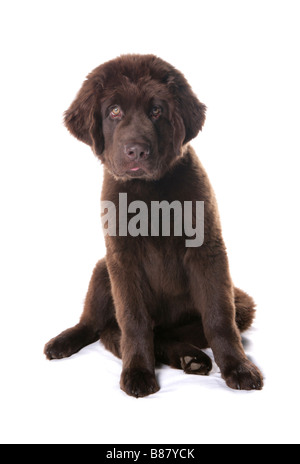 Brown cute happy puppy Newfoundland, Adorable smile dog in the summer ...