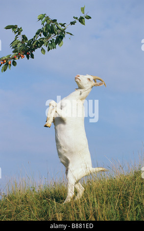 Goat standing on hind legs eating tree leaves off the tree Stock Photo ...