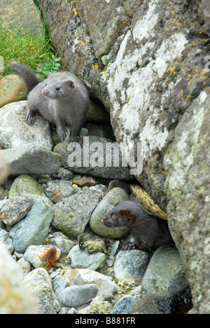 American Mink Mustela vison introduced pest species control floating ...